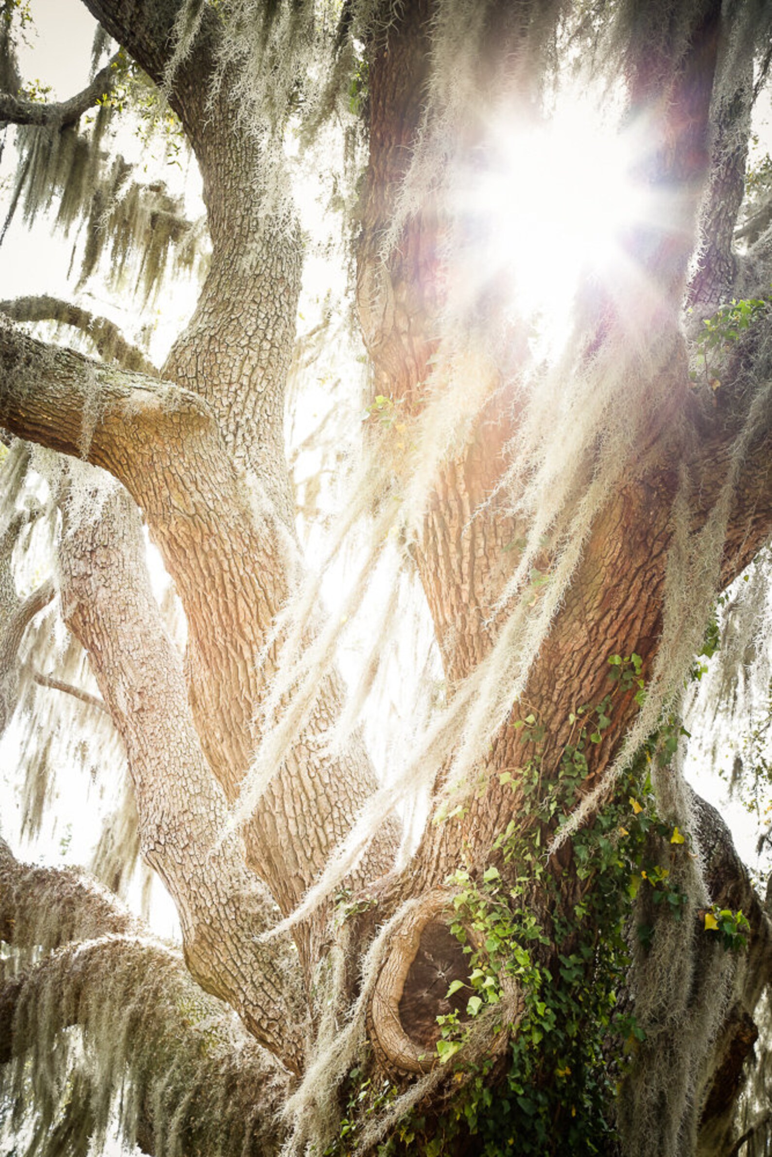 Live Oak Tree Print Tree Photography Unframed Low | Etsy
