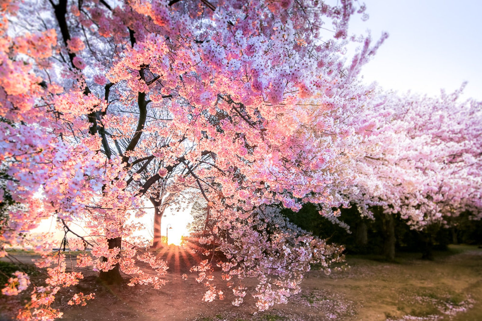 Cherry Tree Art Pink Photography Print Unframed Cherry - Etsy