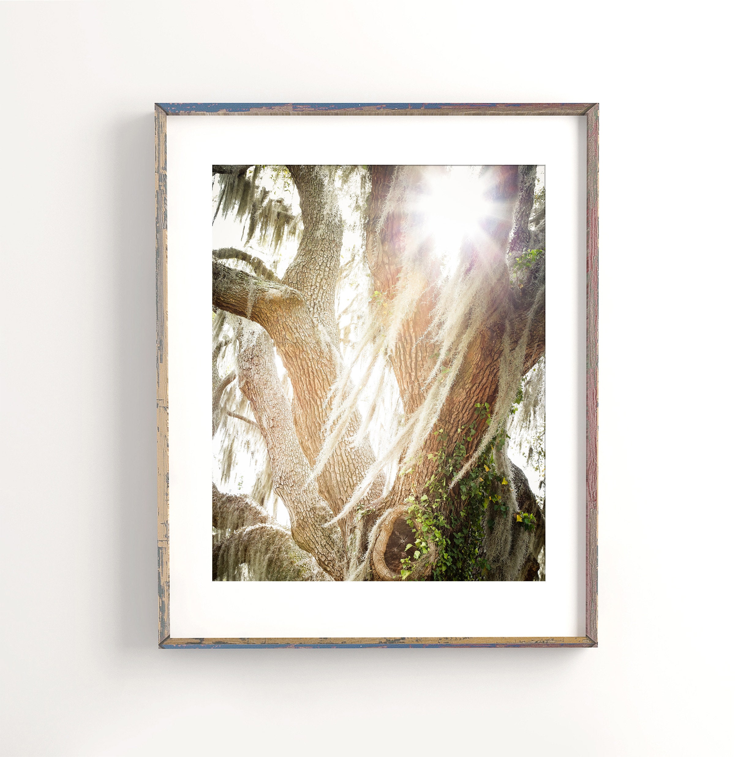 Live Oak Tree Print Tree Photography Unframed Low | Etsy