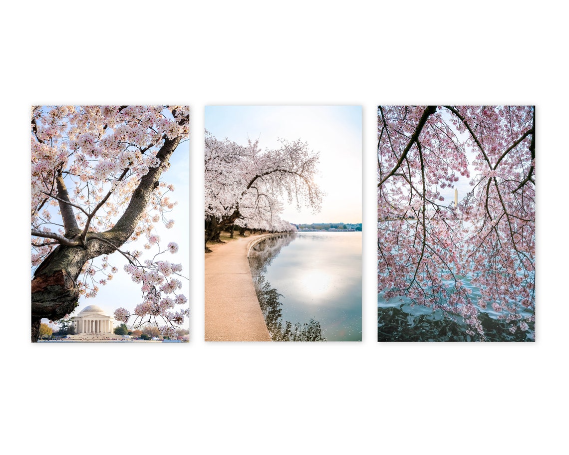 Washington DC Photography Set of 3 Cherry Blossoms Print Set - Etsy