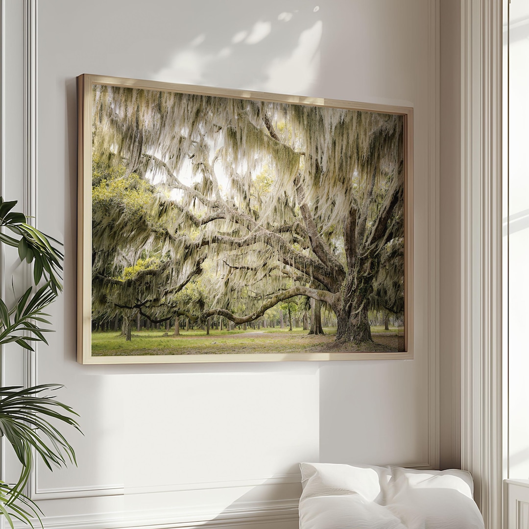 Tree Photography, Low Country Landscape Art, Live Oak Tree With Spanish ...