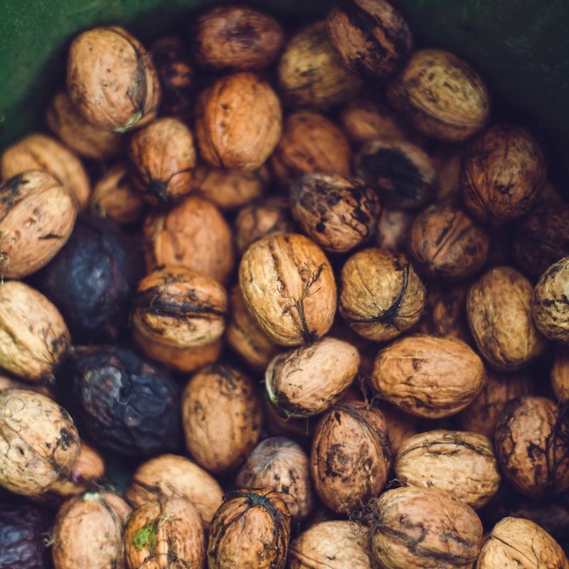 Black Walnut Shells - Etsy
