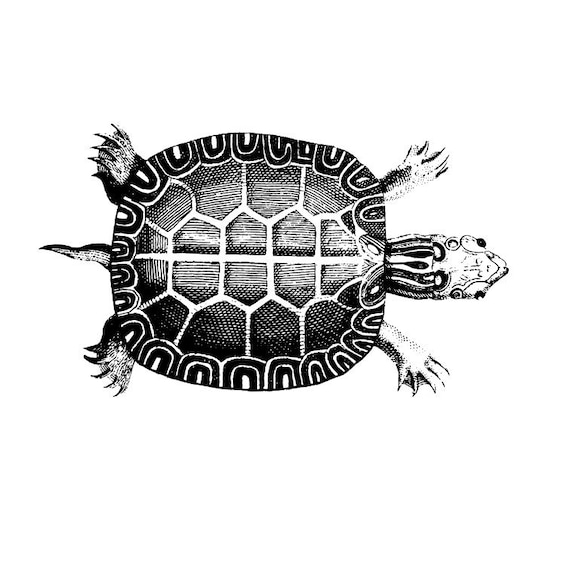 Vintage Turtle Graphic instant download PNG file for clip | Etsy