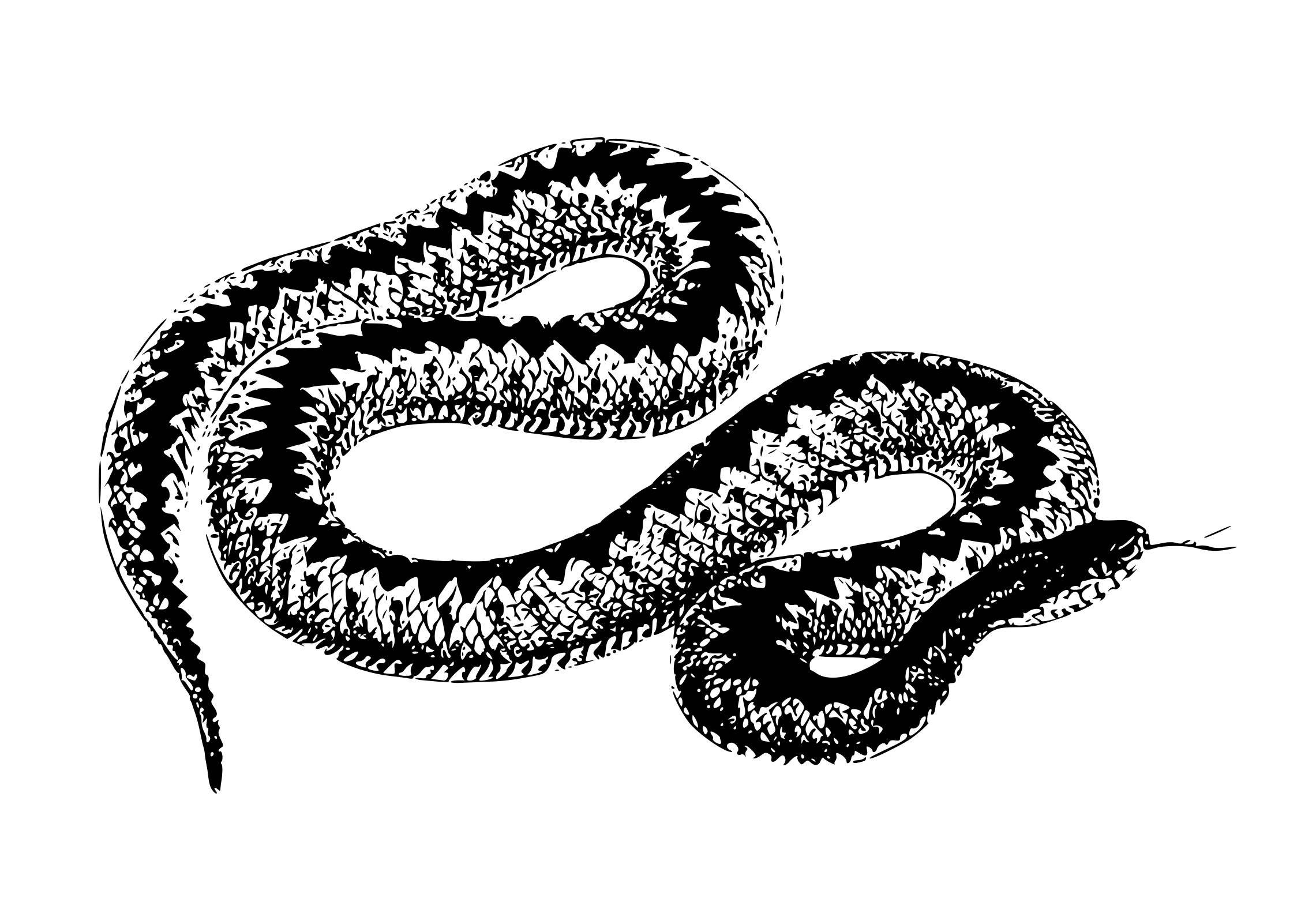 Snake SVG Digital Download Snake Graphic Digital Download Snake Vector ...