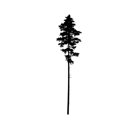 Tall Pine Tree Png