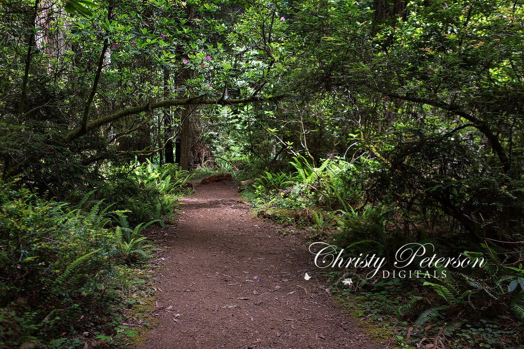 Forest Path V3 With Arching Branch Digital Background for - Etsy