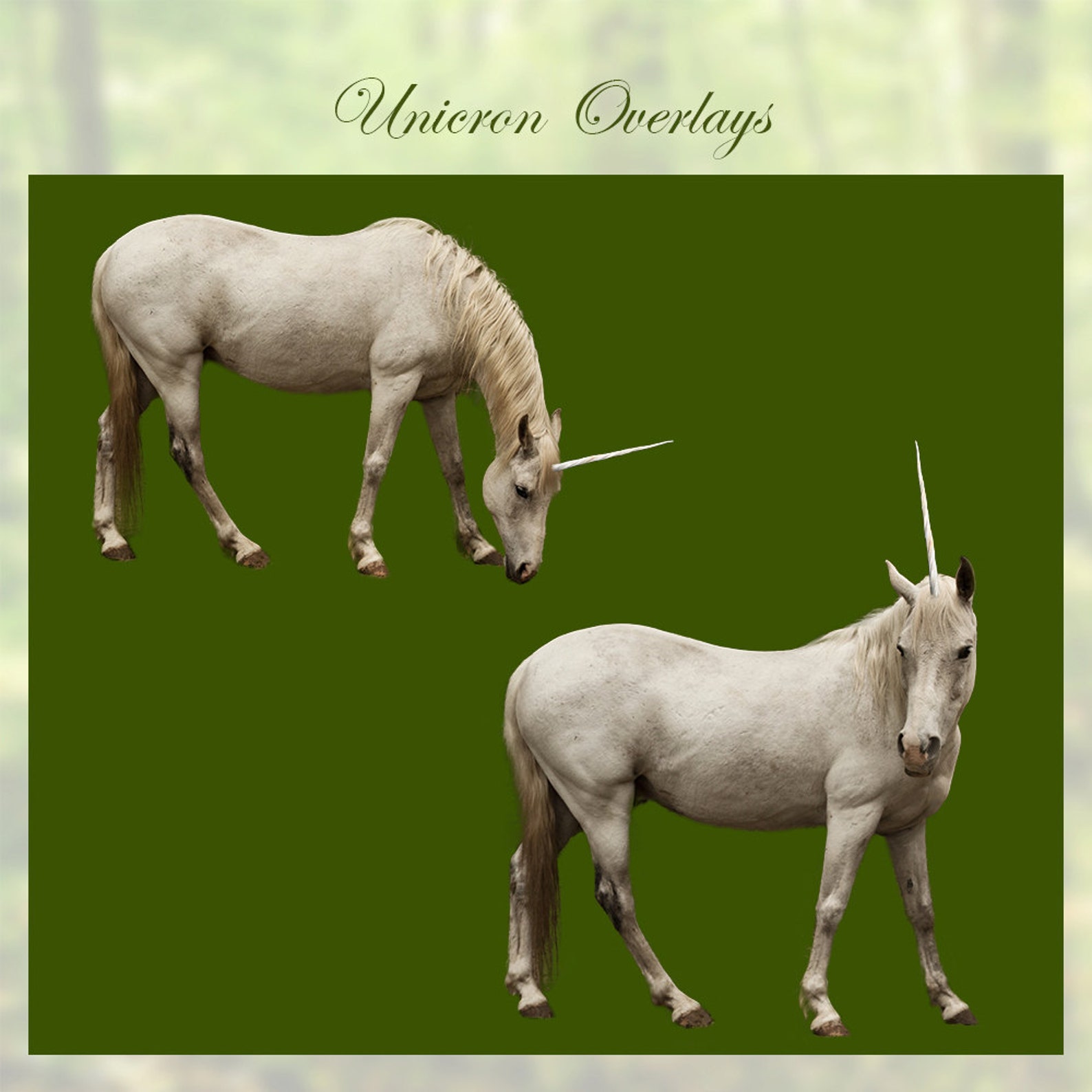 8 Unicorn PNG Digital Photography Overlays Real Horses | Etsy