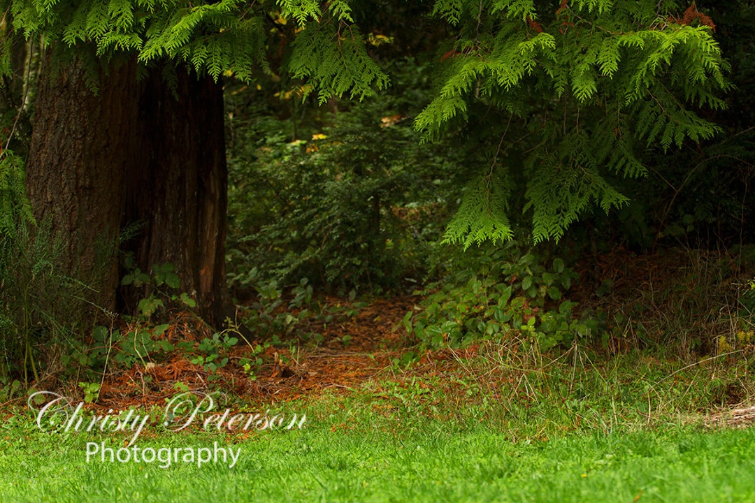 Grass by a Cedar Tree Digital Background for Photographers - Etsy