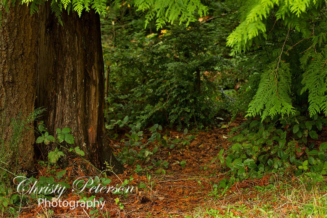 Cedar Tree Digital Background - Etsy