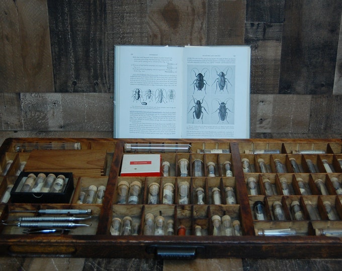 Vintage Entomology Kit Specimen Tray From the University of Florida ...