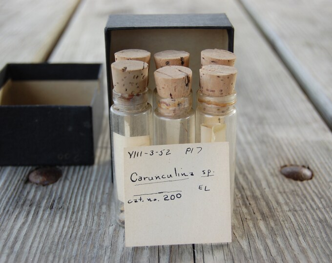 Vintage Science Specimen Glass Tube Containers, Glass Specimen Vials ...