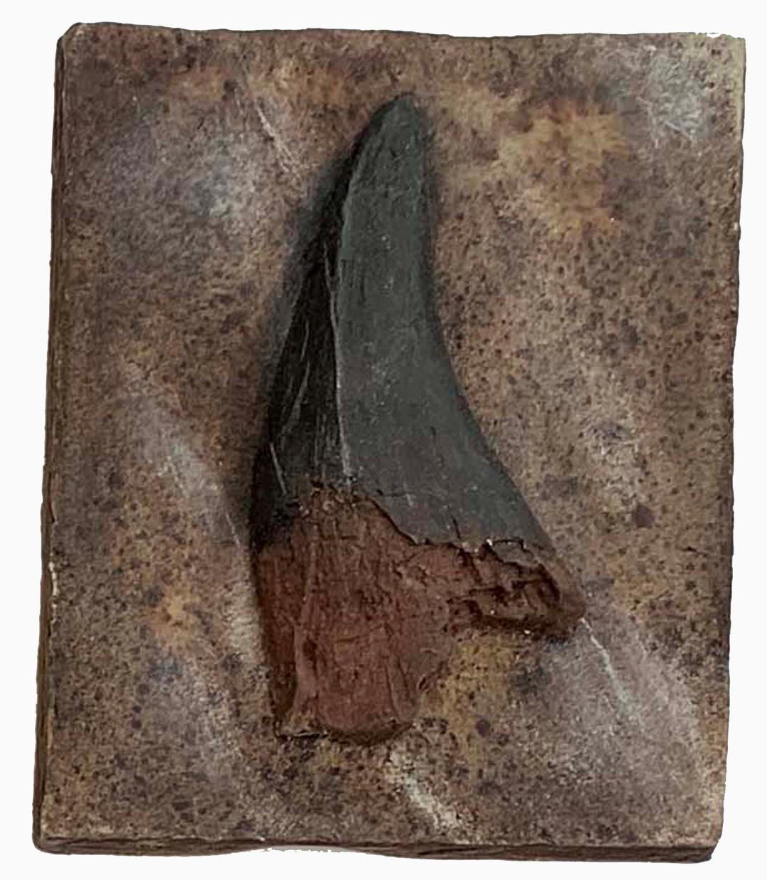 TYRANNOSAURUS REX Dinosaur Tooth Replica T Rex as Seen on TV Dinosaur ...