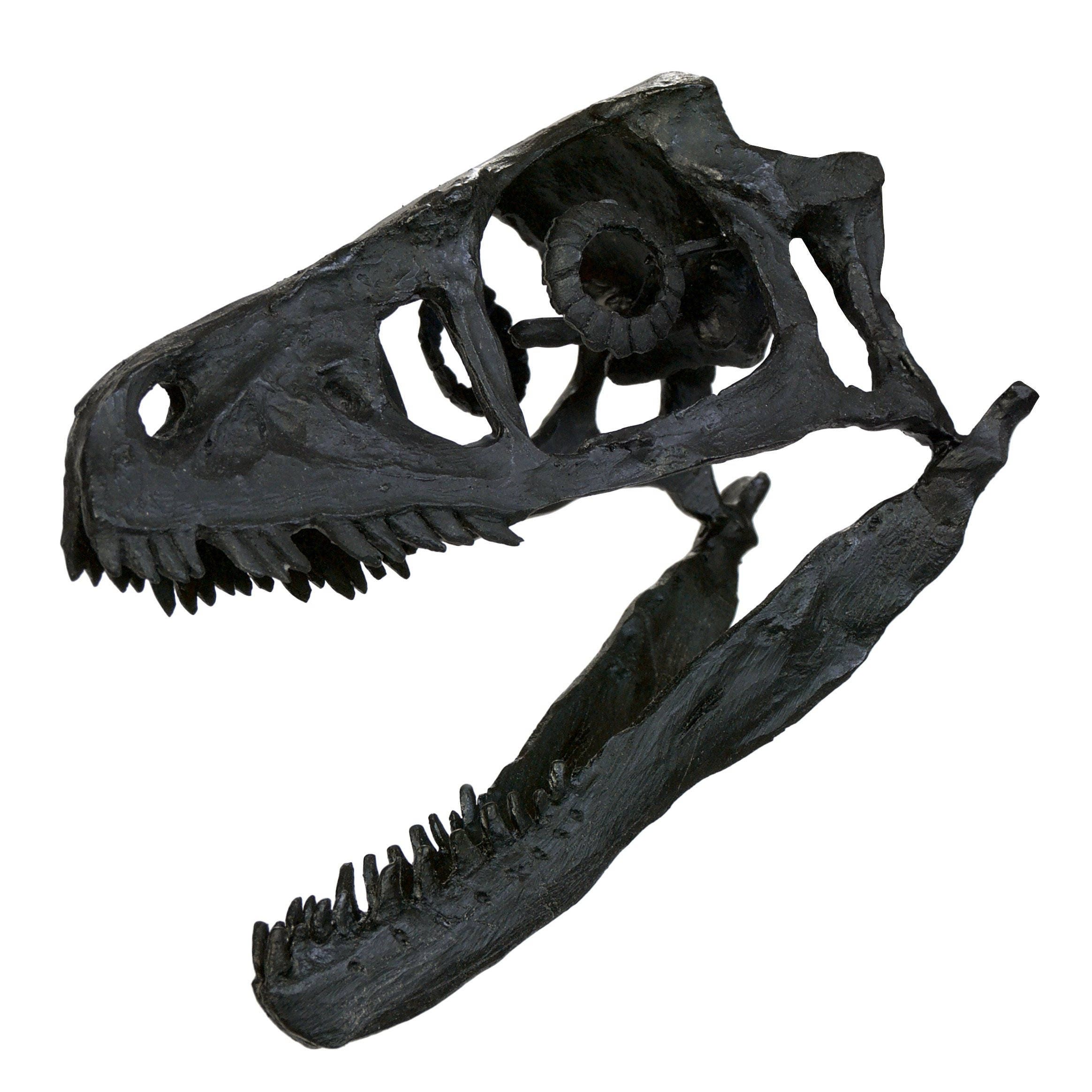 Megalosaurus Skull