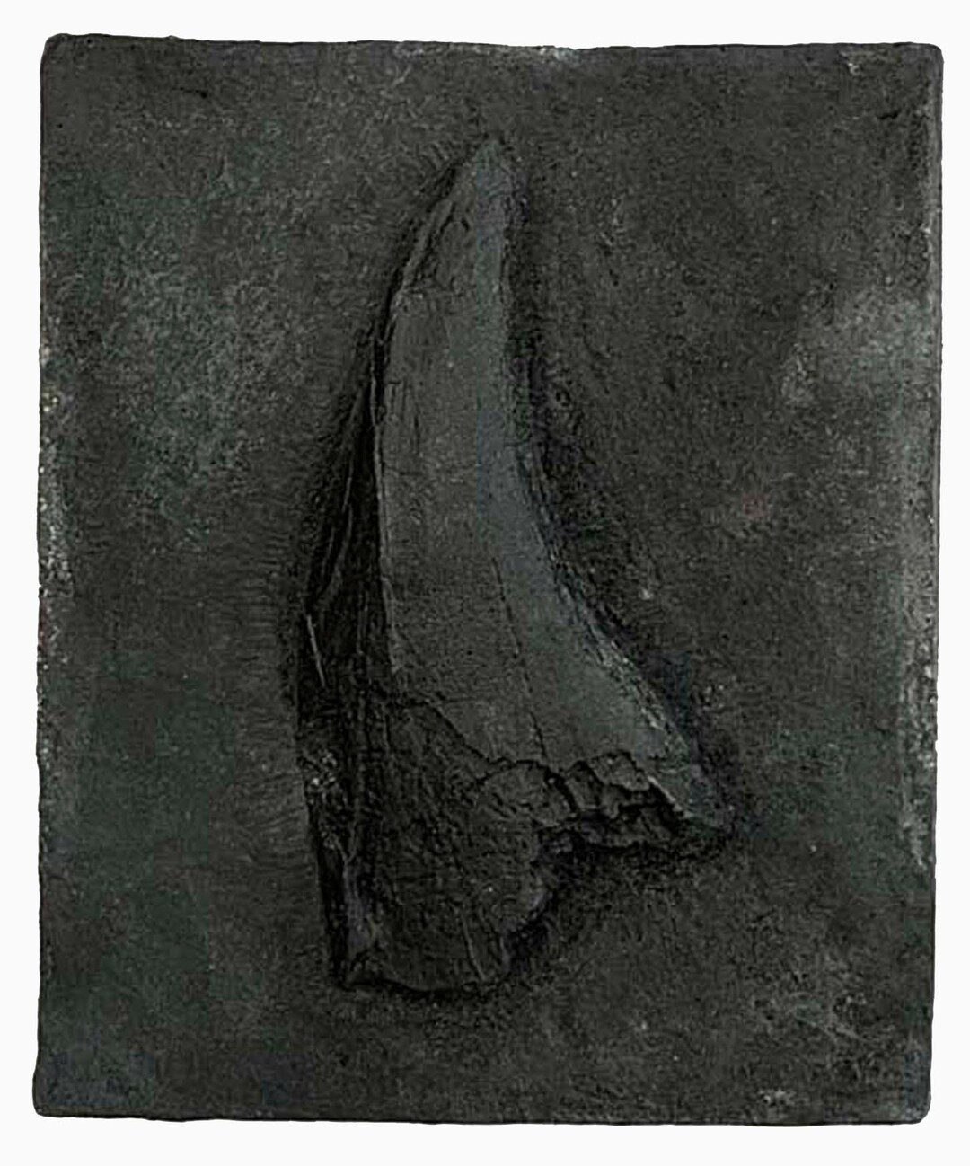 TYRANNOSAURUS REX Dinosaur Tooth Replica T Rex as Seen on TV Dinosaur ...