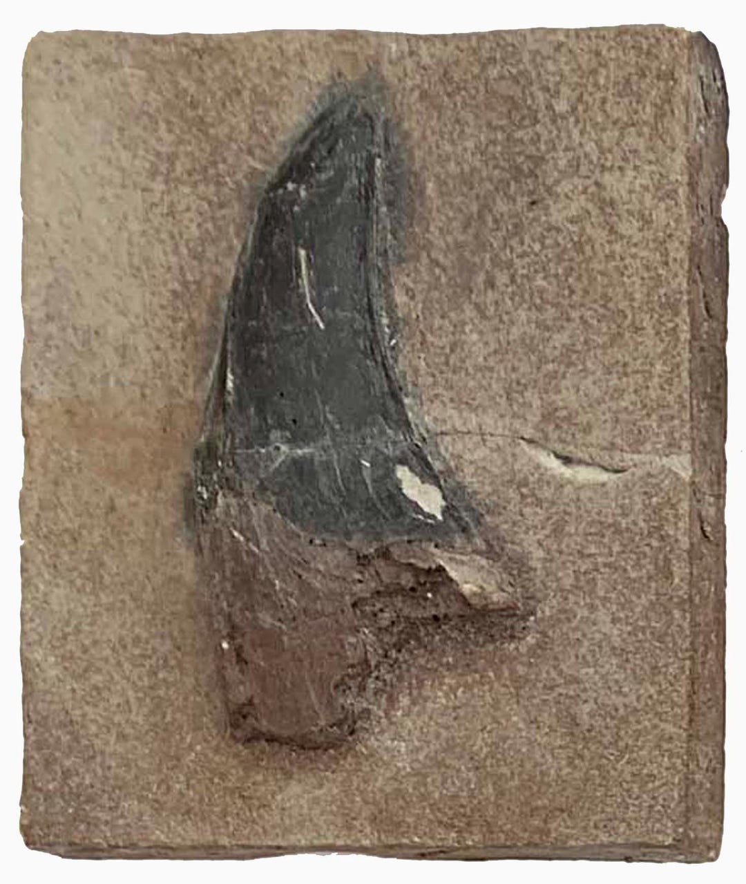 TYRANNOSAURUS REX Dinosaur Tooth Replica T Rex SP1 as Seen on TV ...