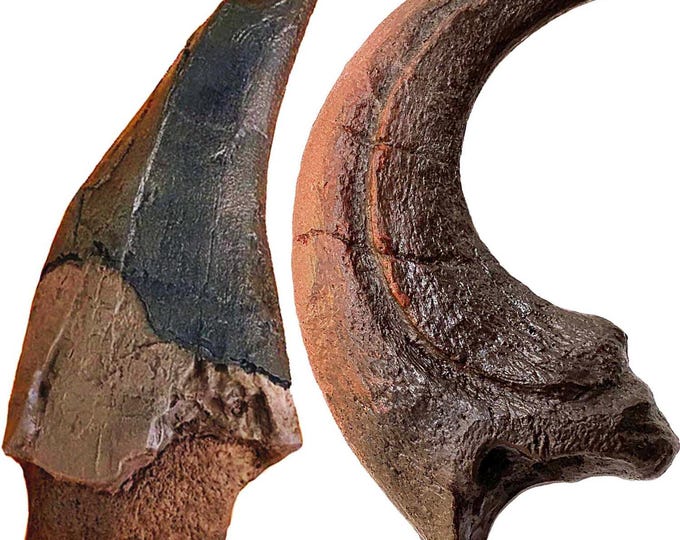 Raptor Claw & T Rex Tooth - AS SEEN on TV - Dinosaur Fossil Replicas - Etsy