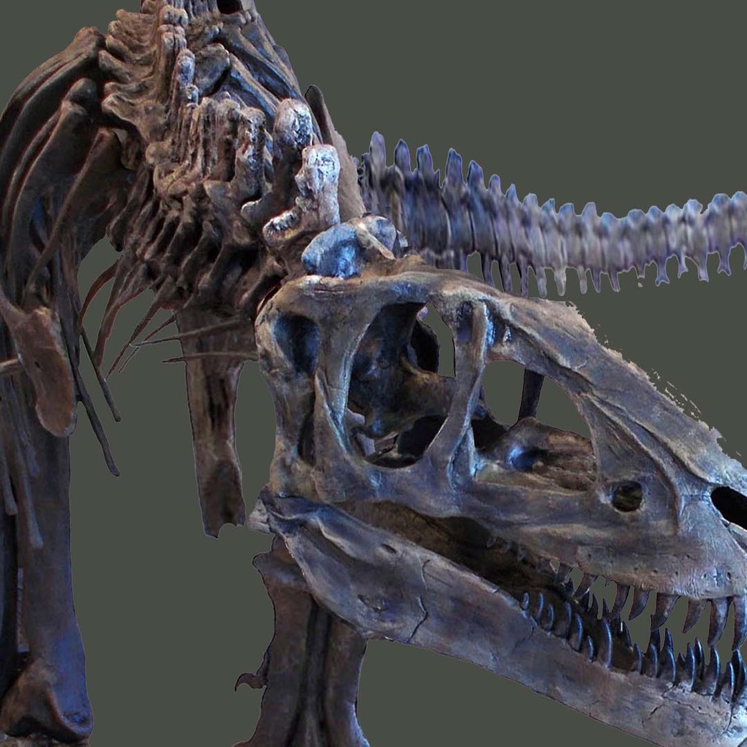 TYRANNOSAURUS REX Dinosaur Mounted T Rex Skeleton Fossil Replica 12 Ft ...