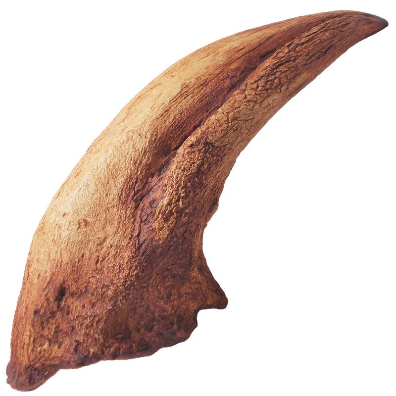 Dinosaur Claw - Etsy