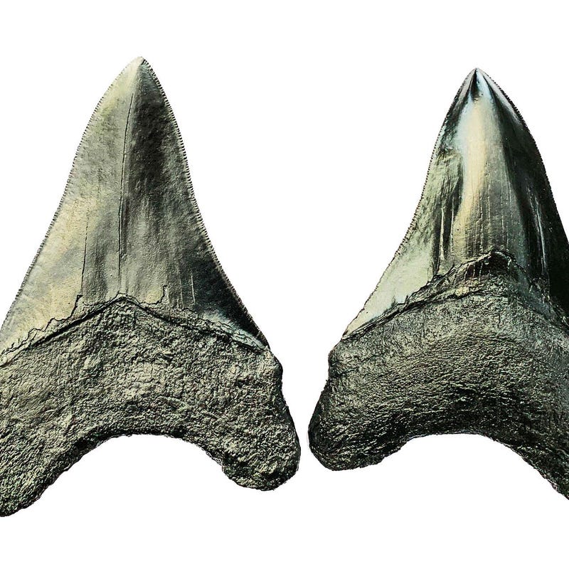 5” Megalodon Tooth - Etsy UK