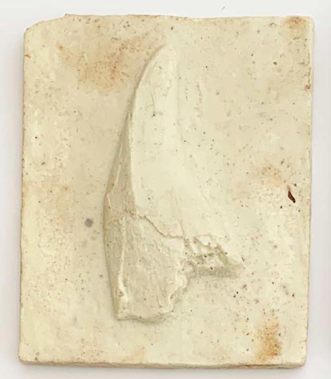 TYRANNOSAURUS REX Dinosaur Tooth Replica T Rex - as Seen on TV ...