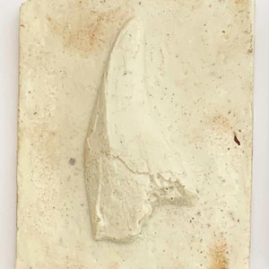 TYRANNOSAURUS REX Dinosaur Tooth Replica T Rex as Seen on TV Dinosaur ...