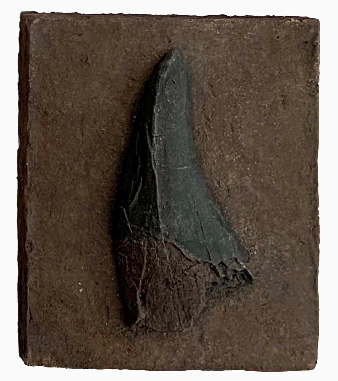 TYRANNOSAURUS REX Dinosaur Tooth Replica T Rex as Seen on TV Dinosaur ...