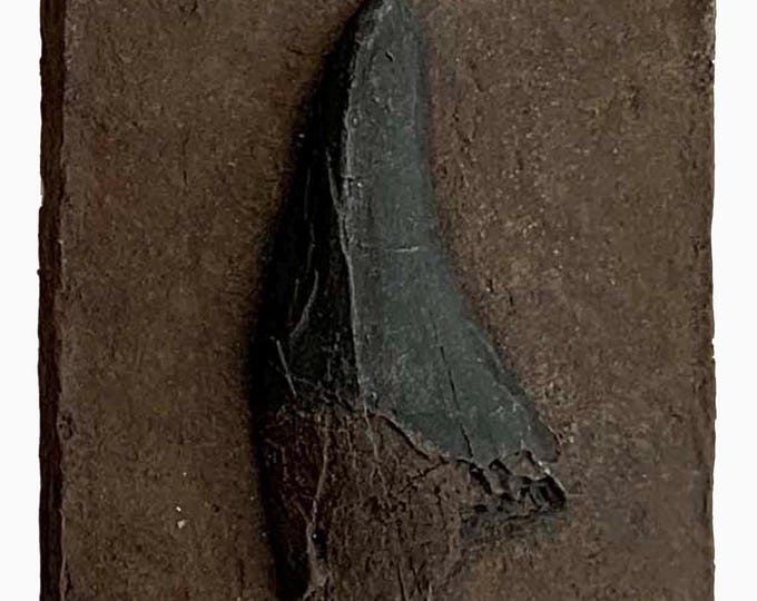 TYRANNOSAURUS REX Dinosaur Tooth Replica T Rex - as Seen on TV ...