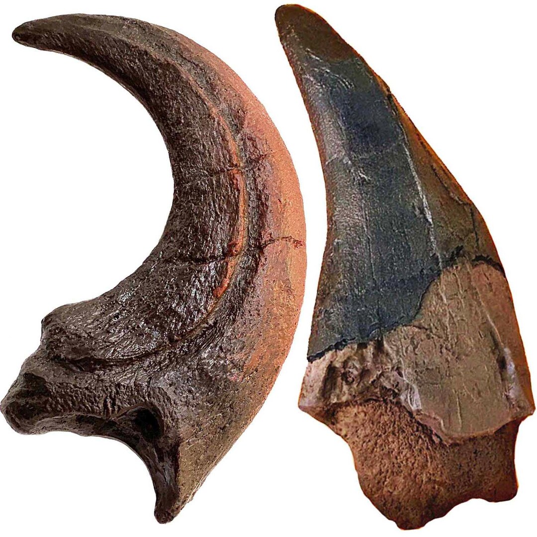 Raptor Claw & T Rex Tooth Replicas AS SEEN on TV Dinosaur Fossil ...