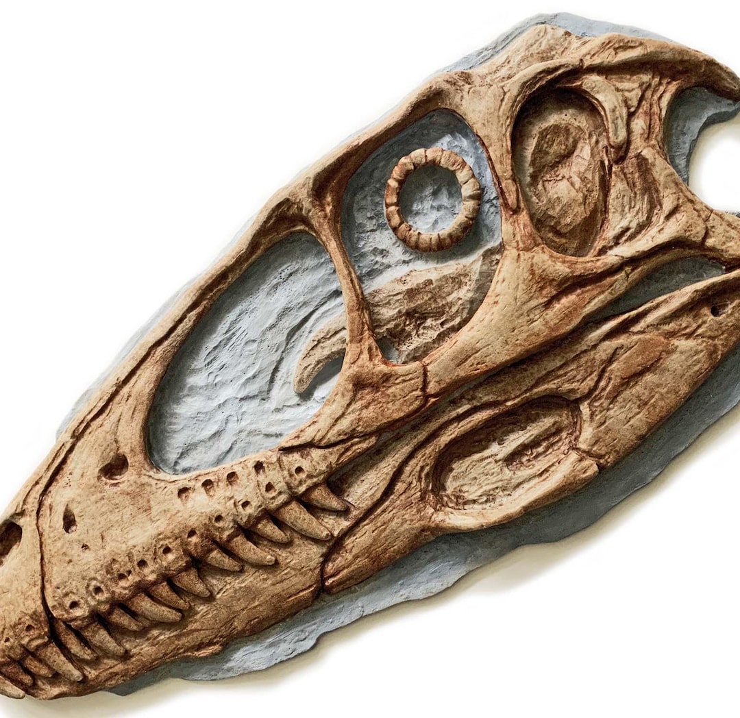 RAPTOR SKULL on Matrix Replica - as Seen on BBC - Dinosaur Fossil ...