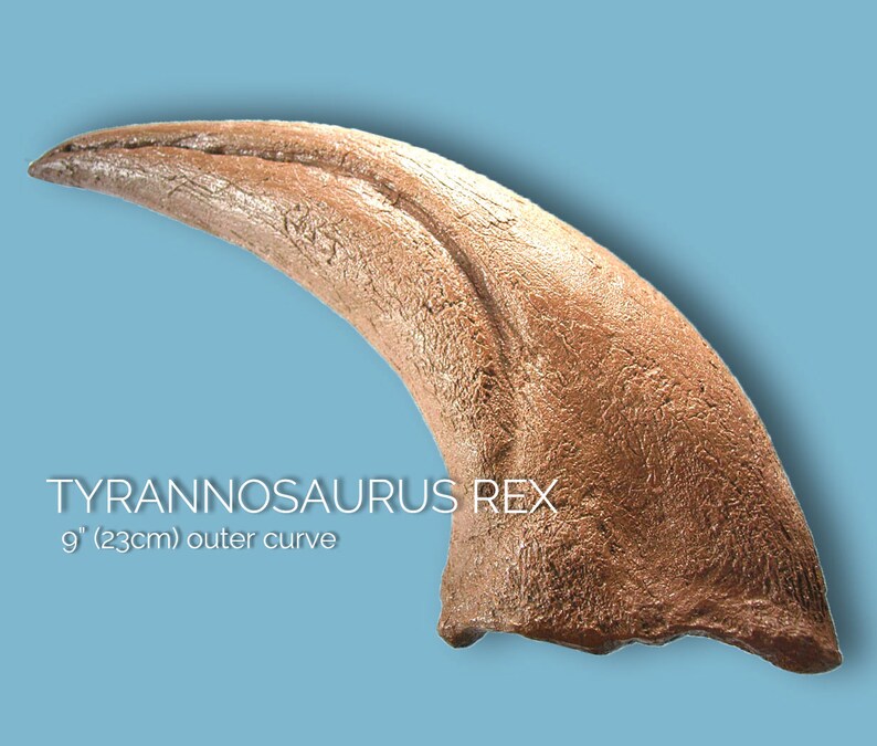 Large TYRANNOSAURUS REX Replica Dinosaur Claw 9 23cm T REX Fossil ...