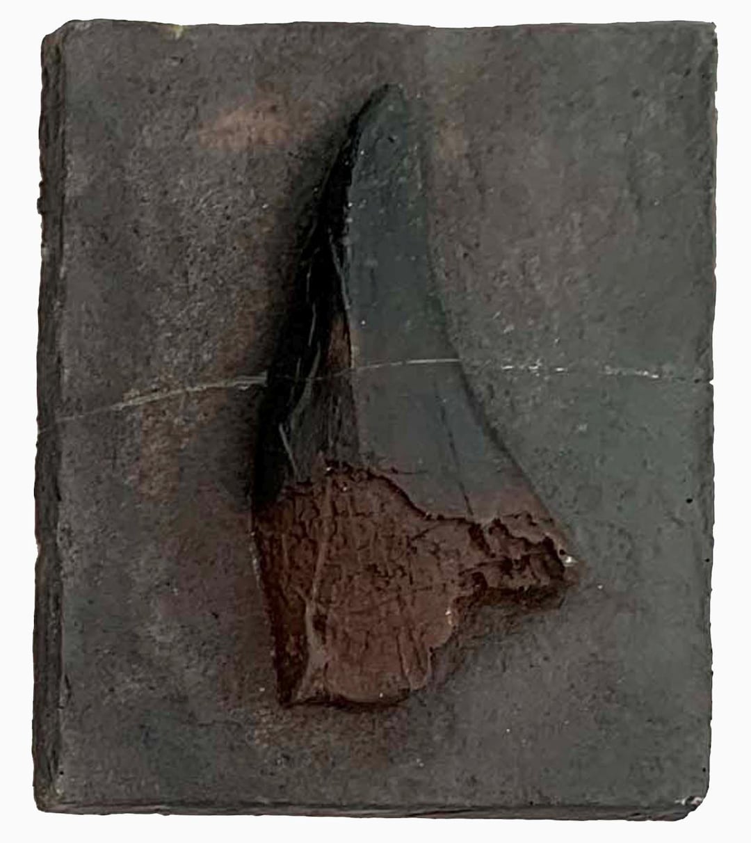 TYRANNOSAURUS REX Dinosaur Tooth Replica T Rex as Seen on TV Dinosaur ...