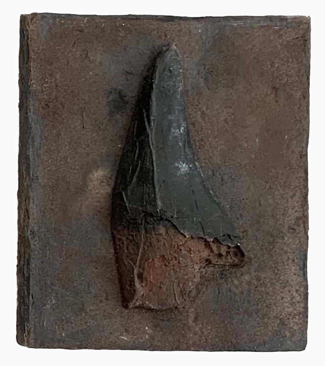 TYRANNOSAURUS REX Dinosaur Tooth Replica T Rex as Seen on TV Dinosaur ...