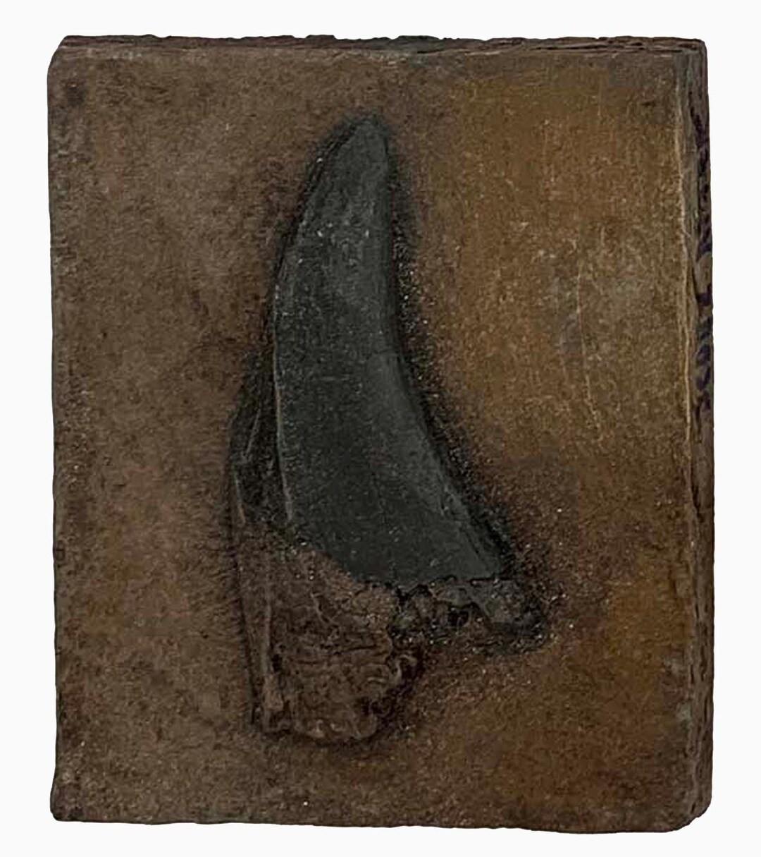 TYRANNOSAURUS REX Dinosaur Tooth Replica T Rex as Seen on TV Dinosaur ...