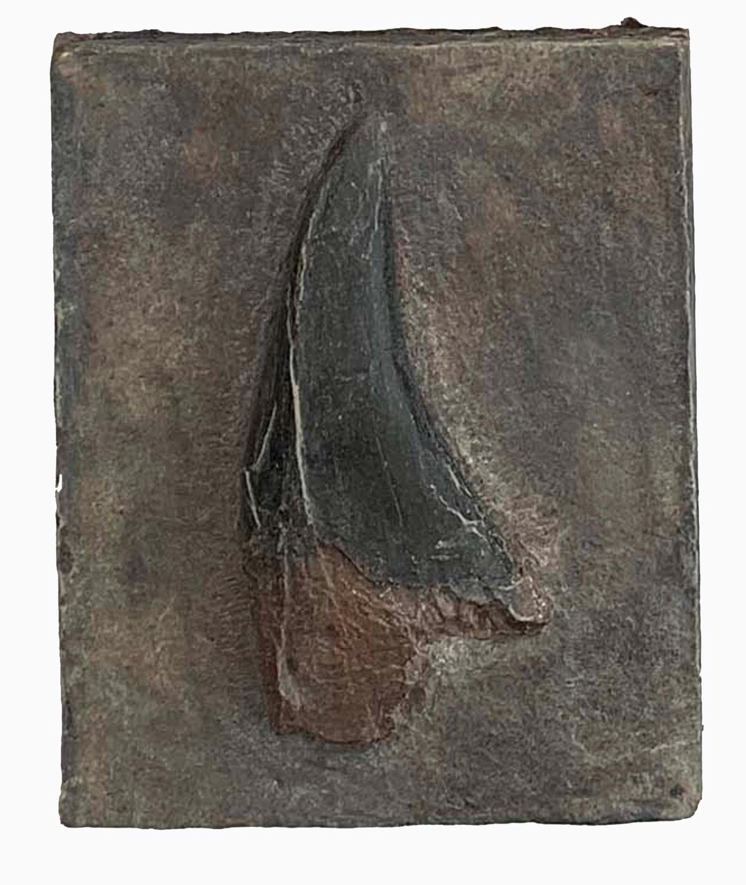 TYRANNOSAURUS REX Dinosaur Tooth Replica T Rex as Seen on TV Dinosaur ...