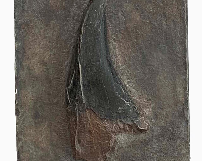 TYRANNOSAURUS REX Dinosaur Tooth Replica T Rex - as Seen on TV ...
