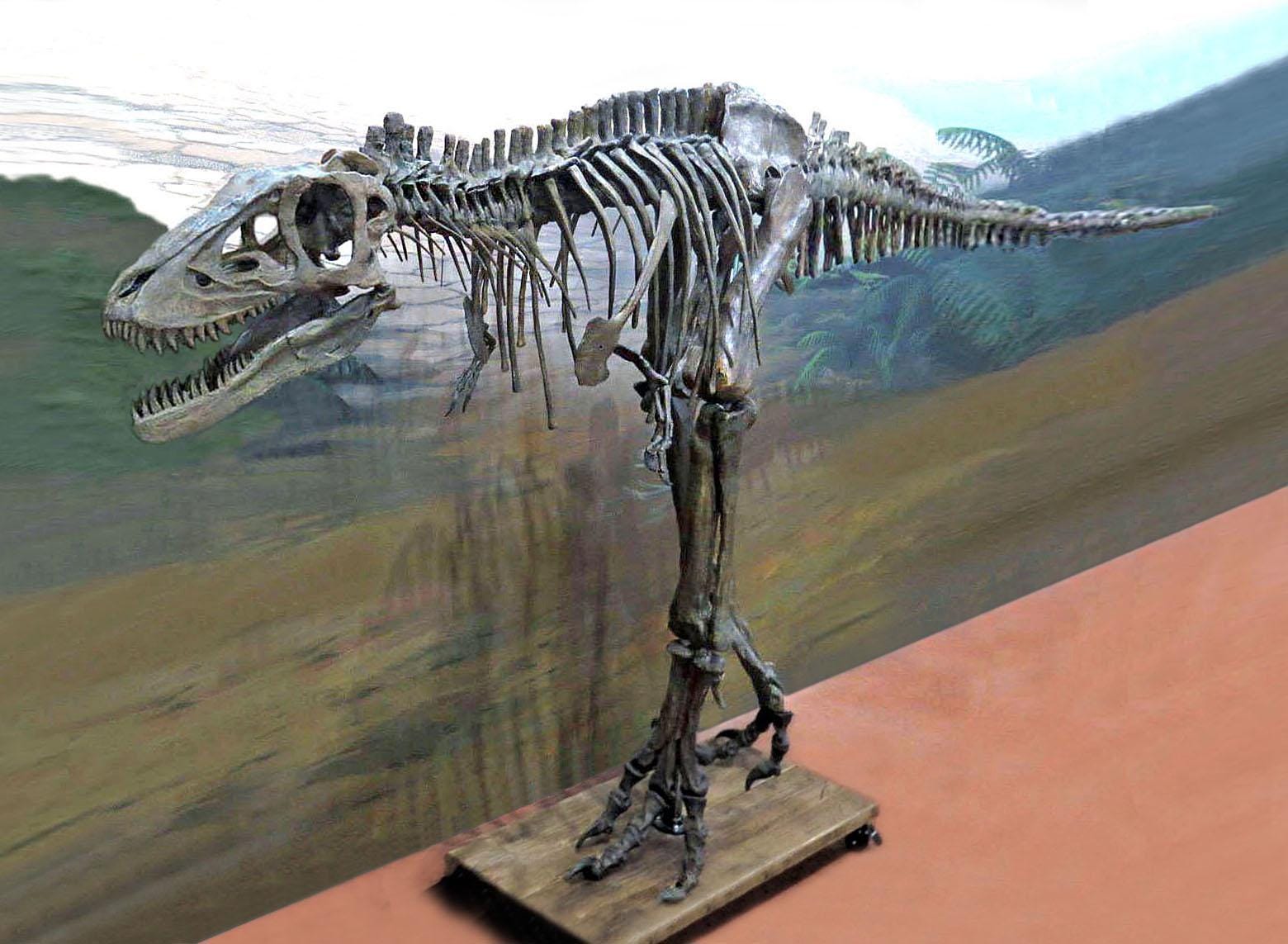 TYRANNOSAURUS REX Dinosaur Mounted T Rex Skeleton Fossil Replica 12 Ft ...