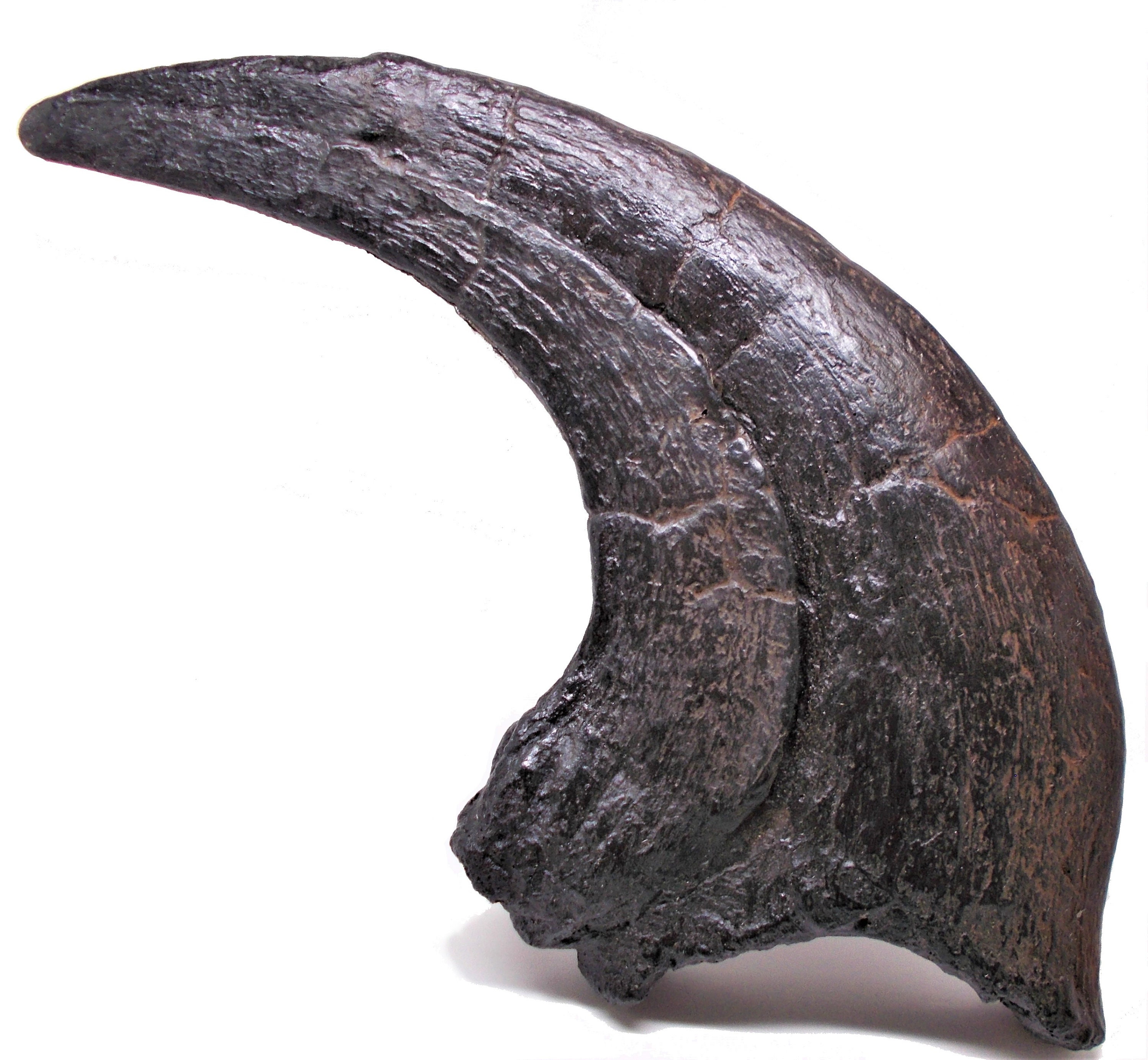 Utahraptor Claw