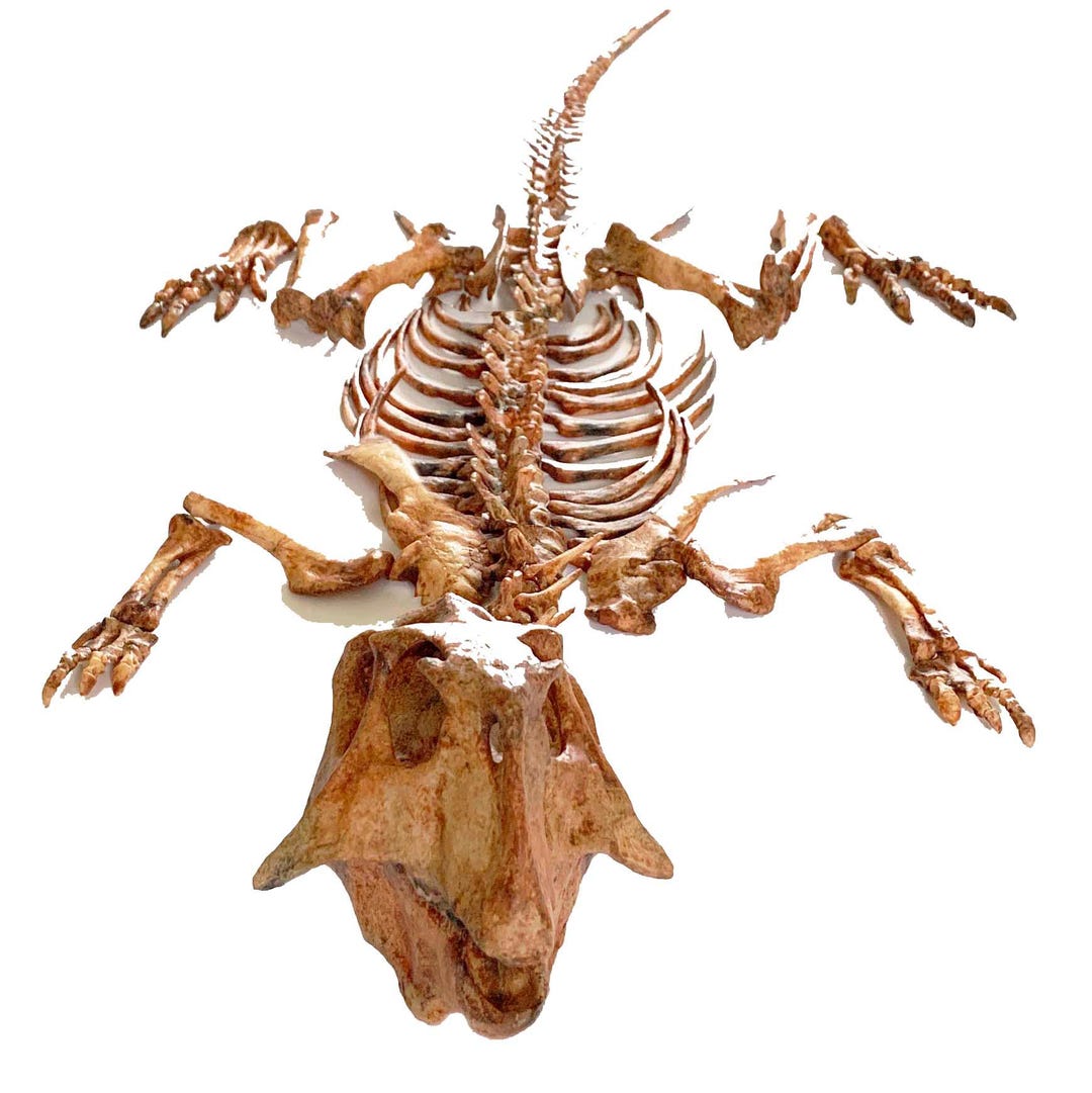 PSITTACOSAURUS Dinosaur Skeleton Painted - Unmounted Fossil Replica 3 ...