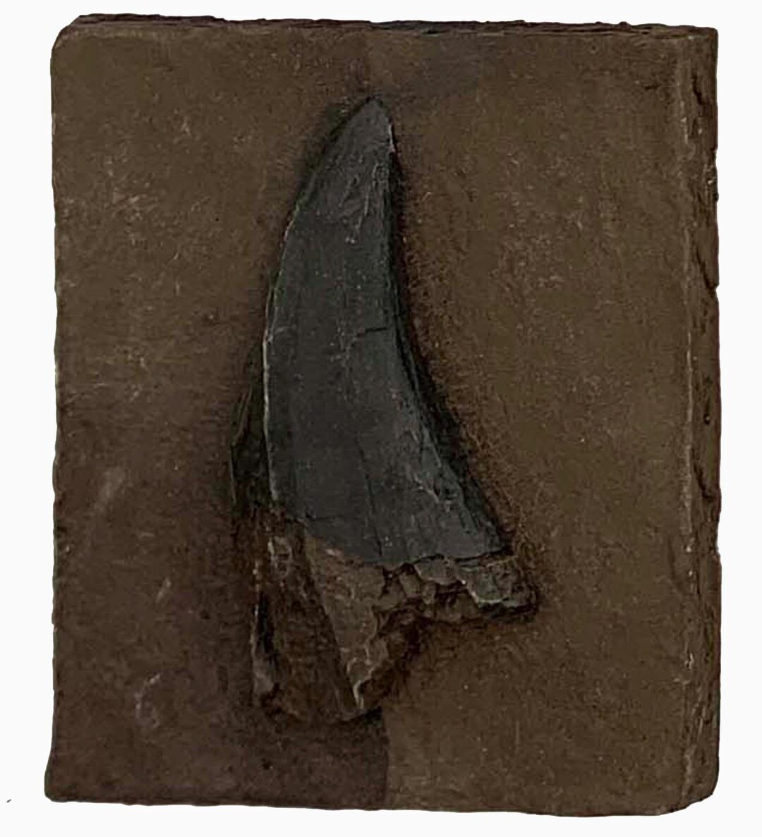 TYRANNOSAURUS REX Dinosaur Tooth Replica T Rex as Seen on TV Dinosaur ...