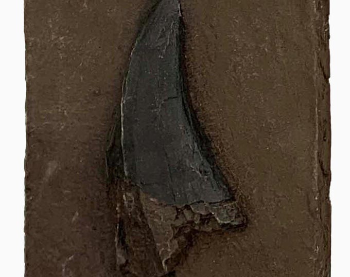 TYRANNOSAURUS REX Dinosaur Tooth Replica T Rex - as Seen on TV ...