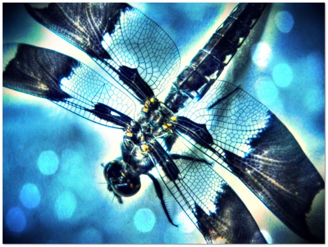 Printable Wall Art Turquoise Dragonfly Wall Art Digital Download Wall ...