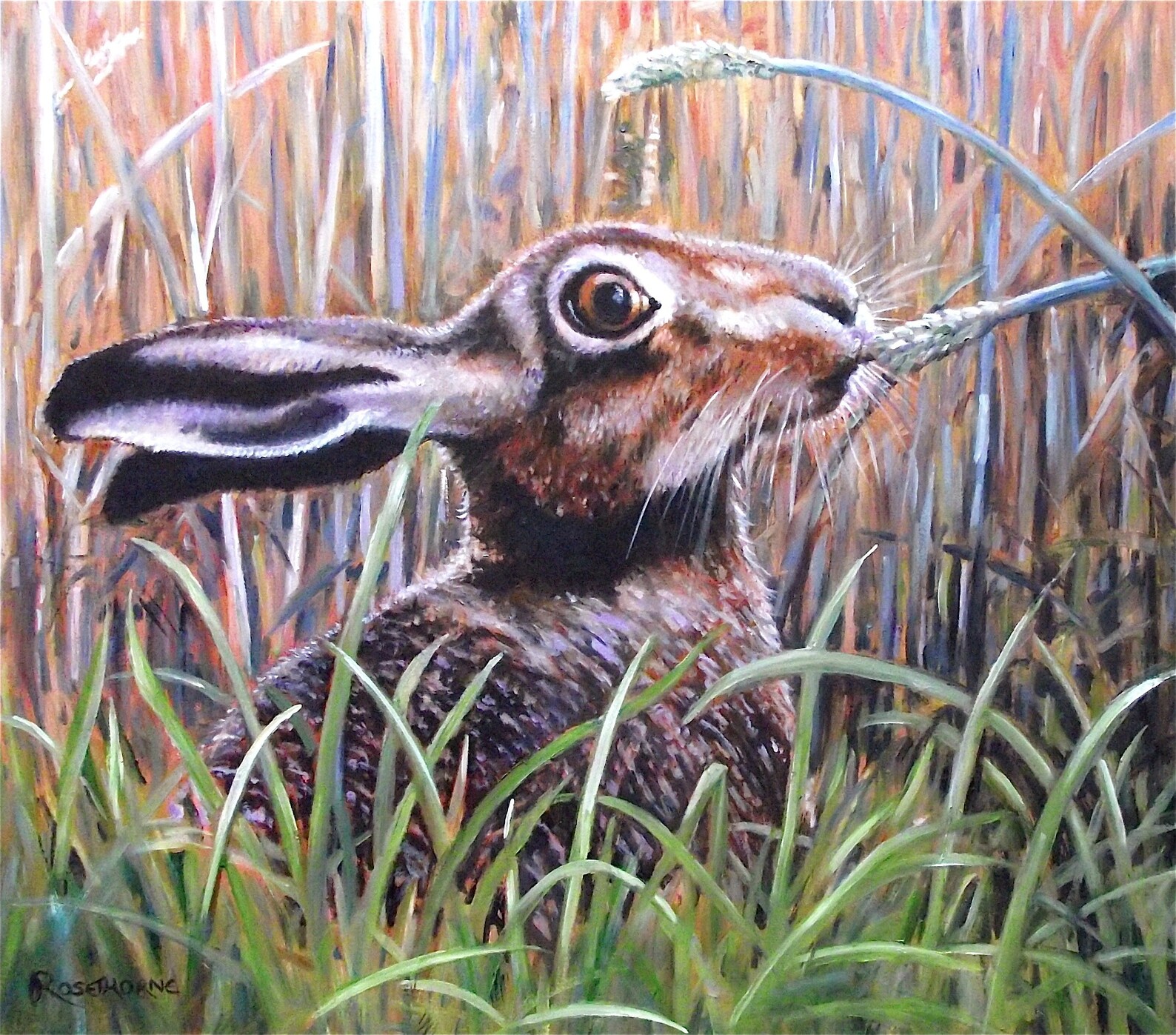 Original Framed Oil Painting, Brown Hare Portrait, Nibbles - Etsy