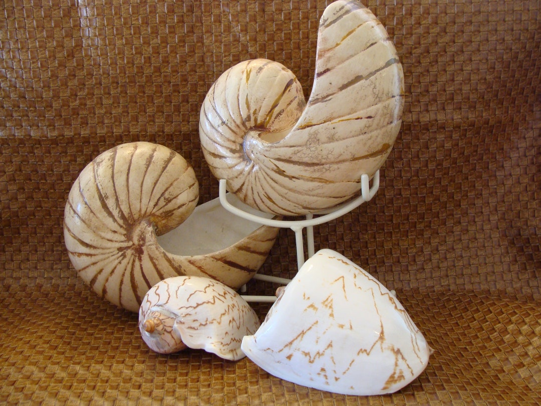 Sea Shells, Bath Decor, OVERSIZED Shells, Conch Shell, Nautical - Etsy