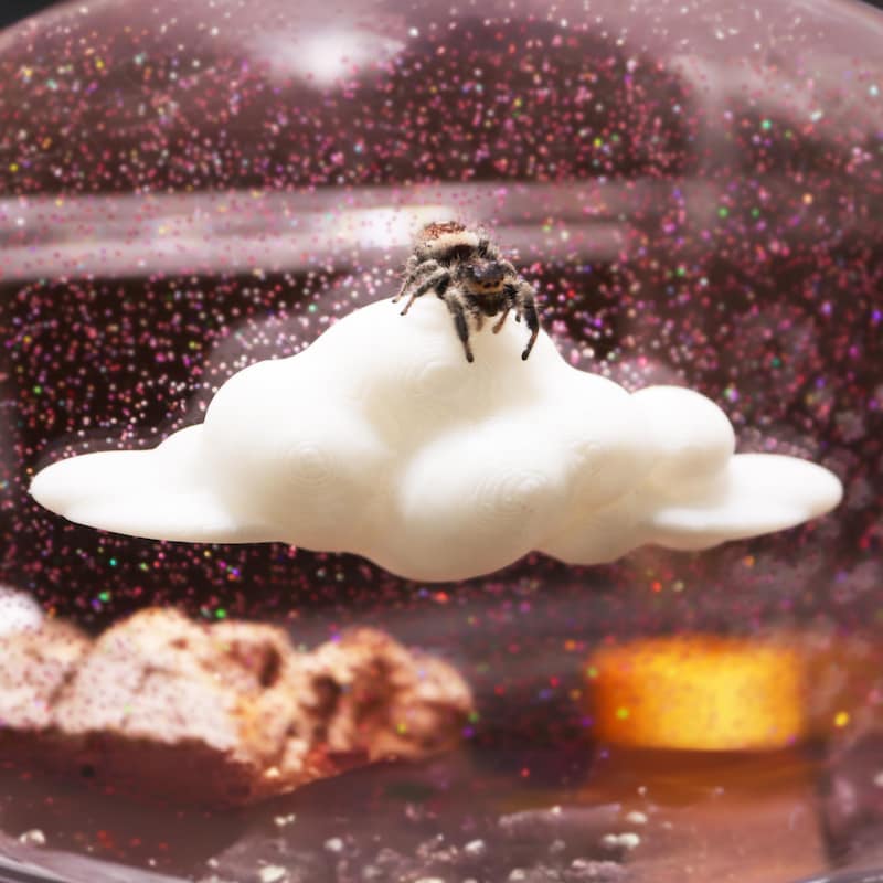 Jump Spider Cute - Etsy UK