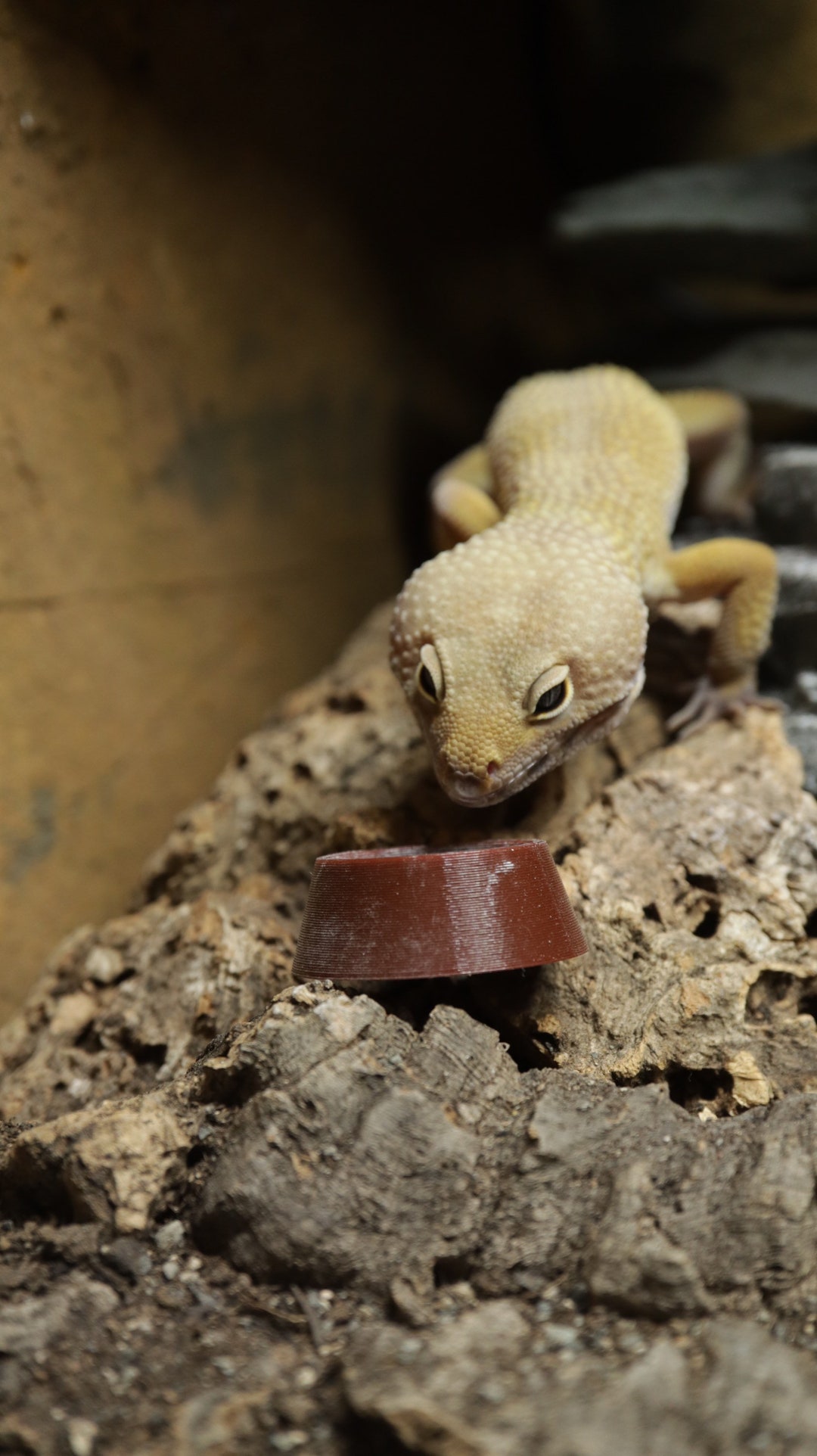 3D Printed Leopard Gecko Calcium Dish | 35 X 35 X 13mm | Bowl for ...