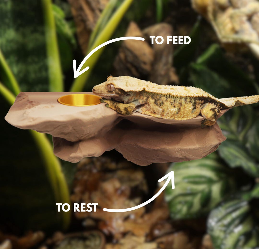 Magnetic Rocky Gecko Food Ledge + Bowls & Spoon Kit | Choice of Colours ...