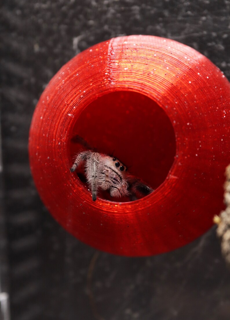 Magnetic Jumping Spider Arboreal Hide / Home & Feeding - Etsy