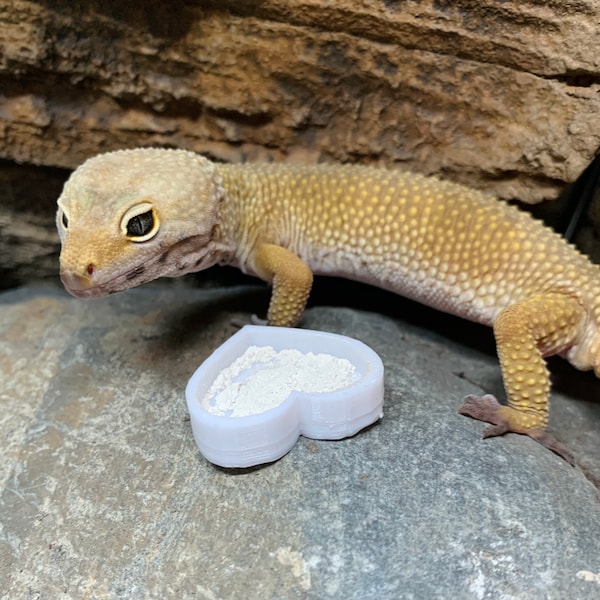 Bug Food Bowl - Etsy