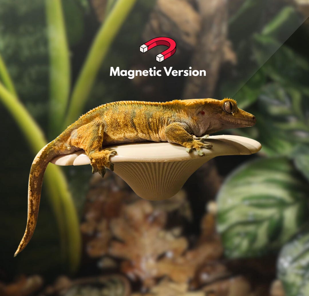 Magnetic Mushroom Ledge for Geckos, Frogs & More | Various Colours ...