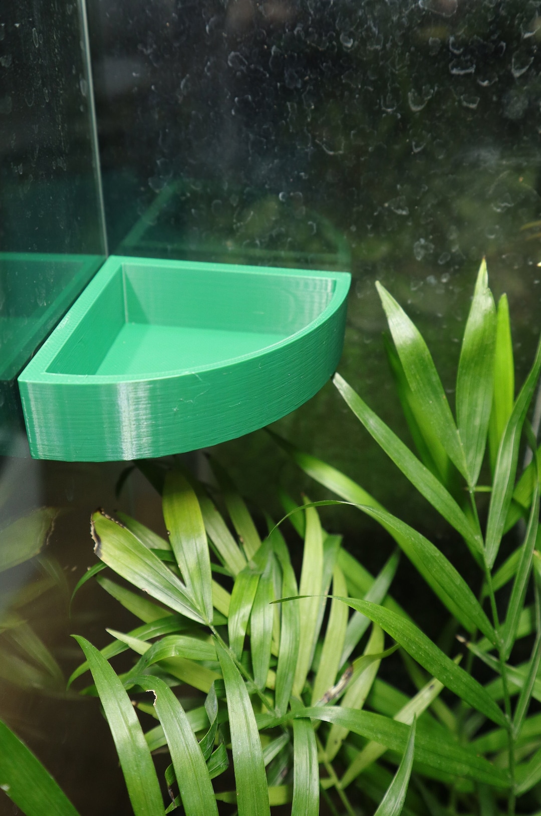 Magnetic Corner Feeding Ledge for Jumping Spiders, Mourning Geckos ...